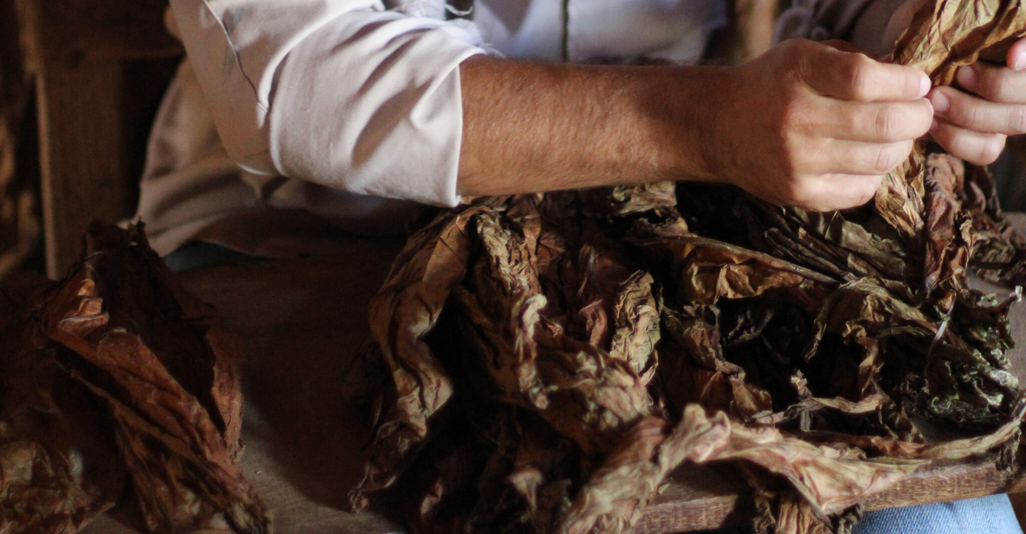 Cuba Cigar Tour – Authentic Tobacco Experience - Cubanisms